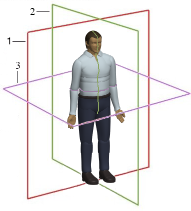 About Anatomical Planes